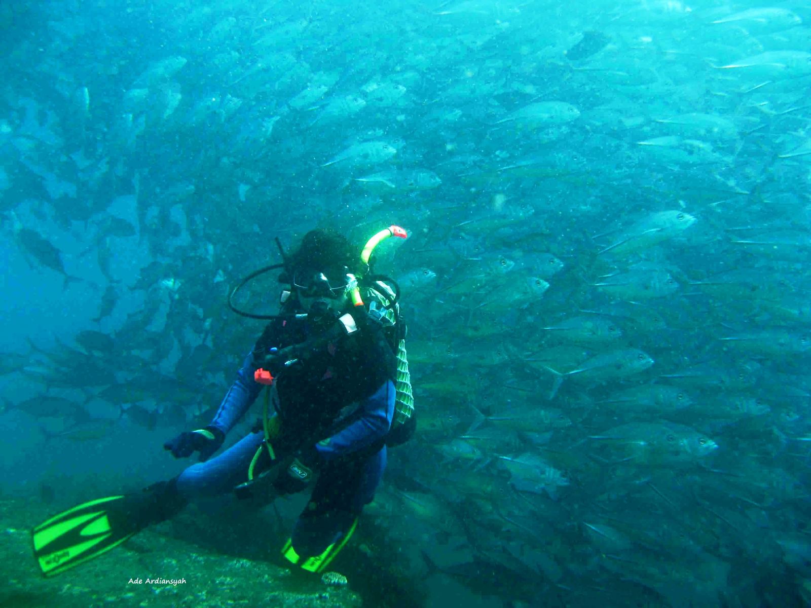 24 BINATANG KHAS DARI SELURUH DUNIA (Bagian 1)